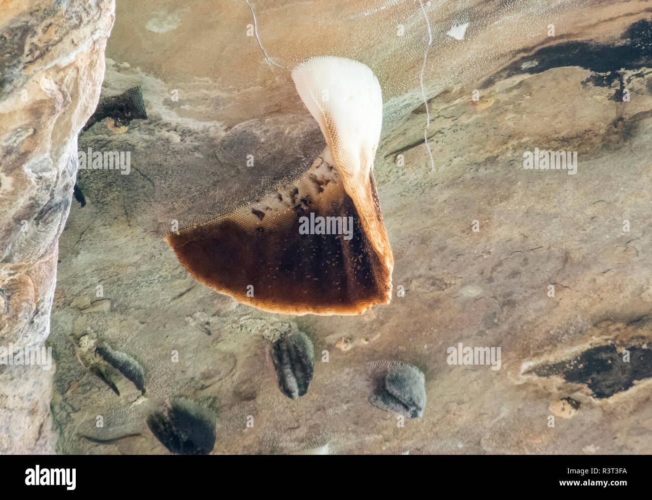 Apis laboriosa -Fotos und -Bildmaterial in hoher Auflösung – Alamy
