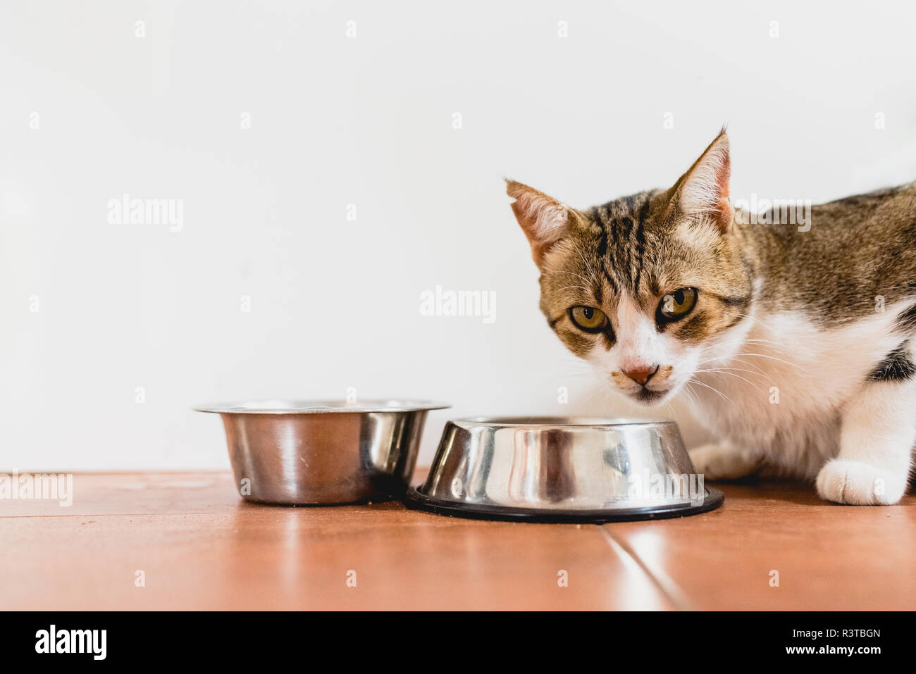 Katze Essen aus seine Schale auf den Boden Stockfotografie - Alamy