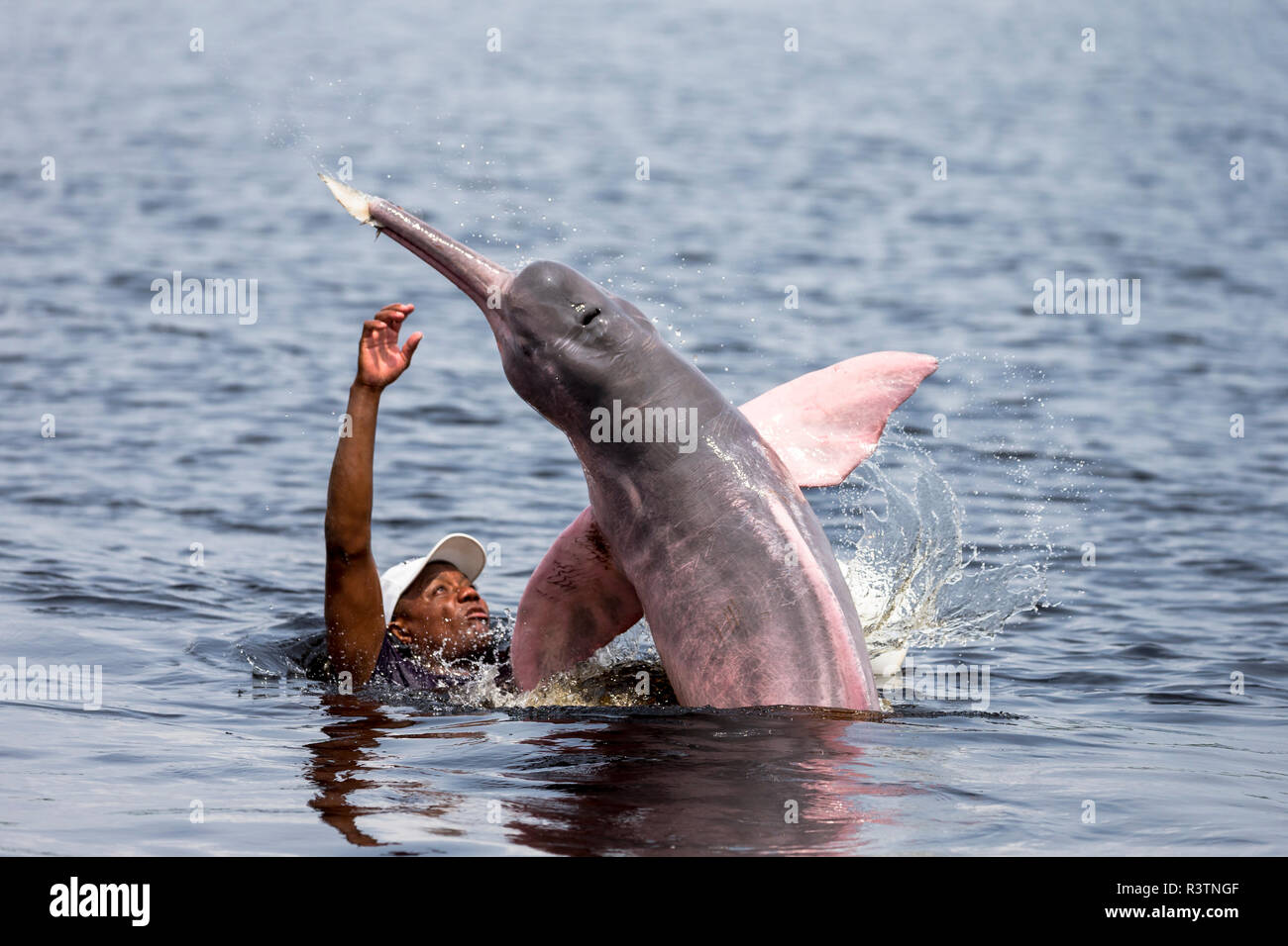 Rosa flussdelfin inia geoffrensis -Fotos und -Bildmaterial in hoher ...
