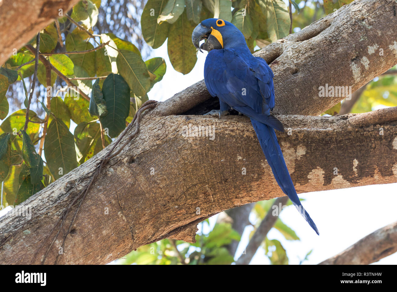 Hyazinth ara -Fotos und -Bildmaterial in hoher Auflösung – Alamy