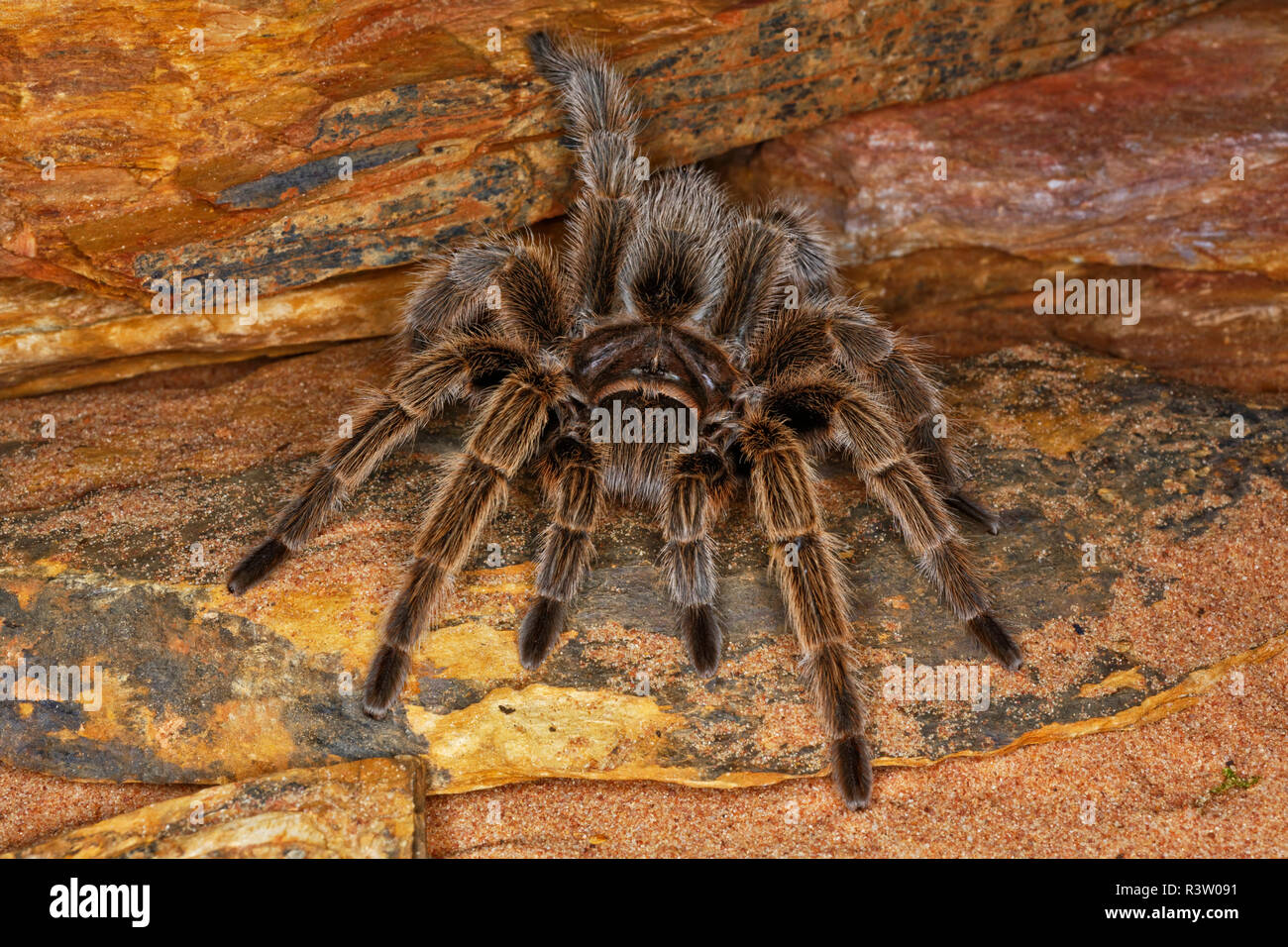 Chile tarantel spinne -Fotos und -Bildmaterial in hoher Auflösung – Alamy