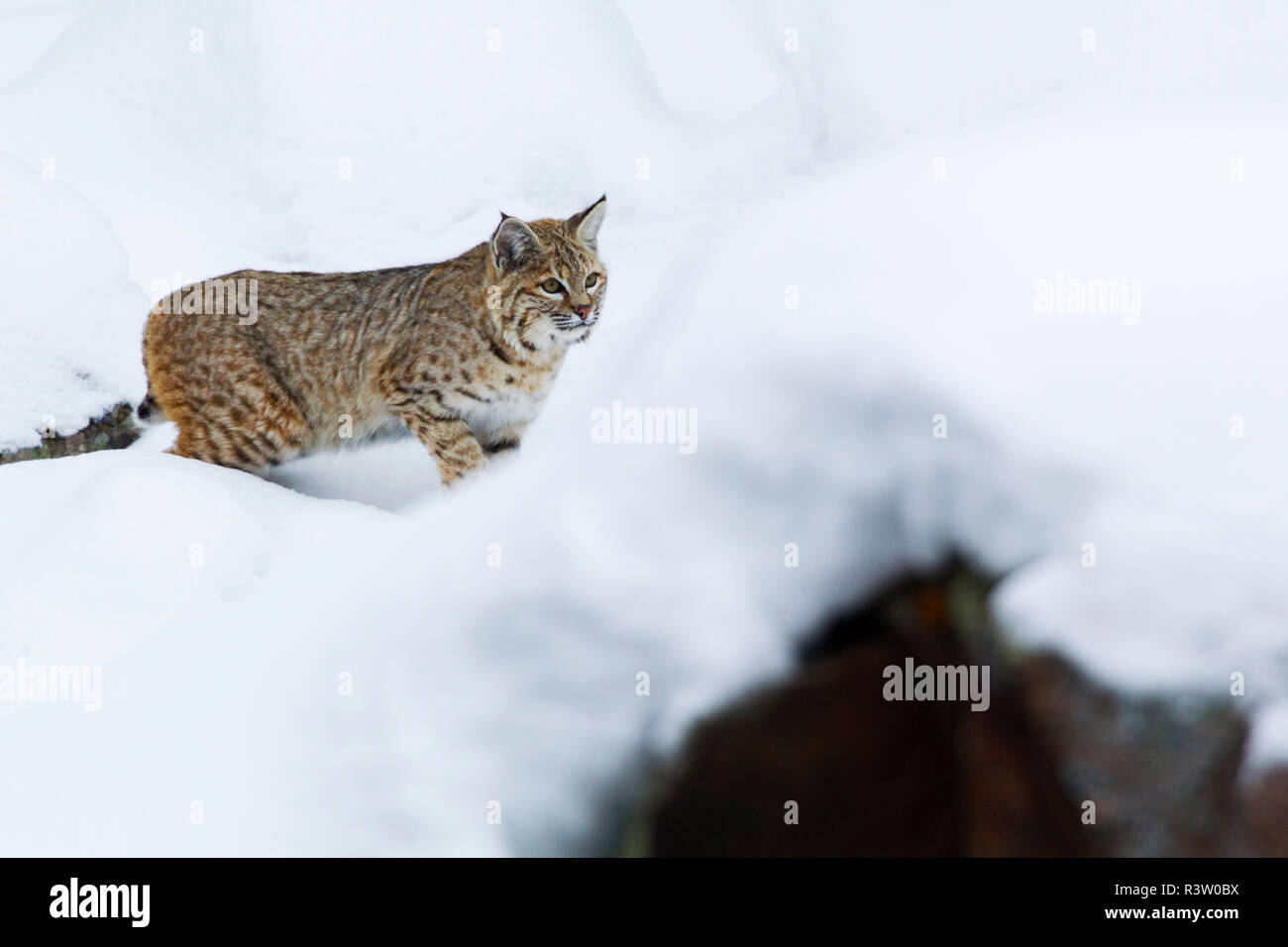 Bobcat Stalking Stockfotos und -bilder Kaufen - Alamy