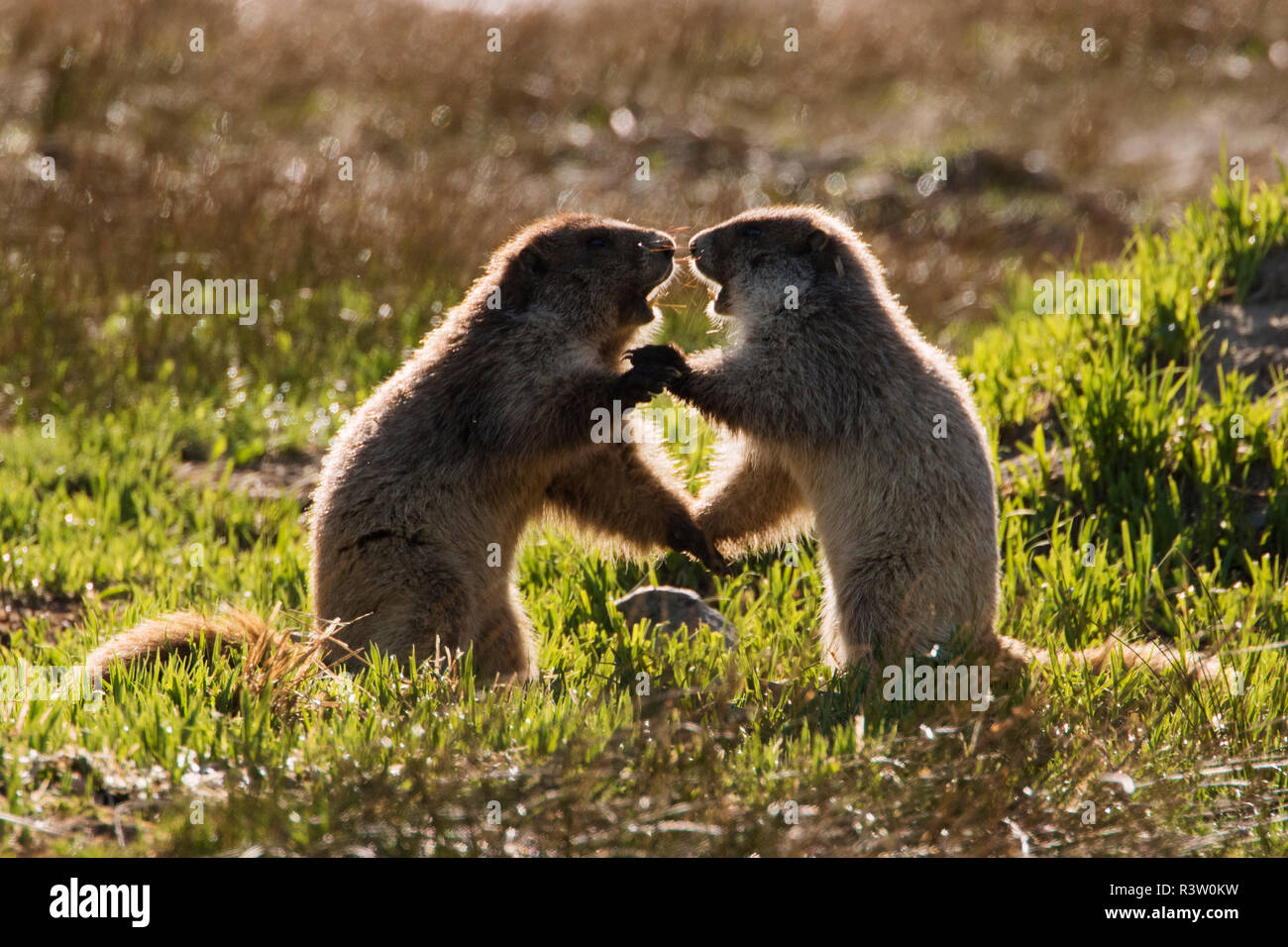 Olympische murmeltiere -Fotos und -Bildmaterial in hoher Auflösung – Alamy