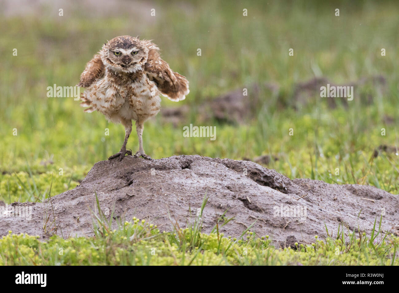 Nasse eule -Fotos und -Bildmaterial in hoher Auflösung – Alamy
