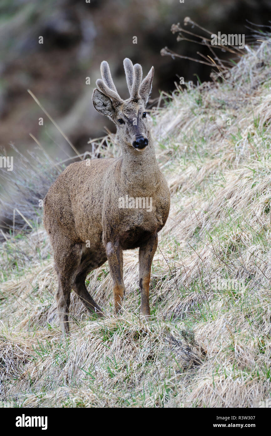 South andean deer -Fotos und -Bildmaterial in hoher Auflösung – Alamy