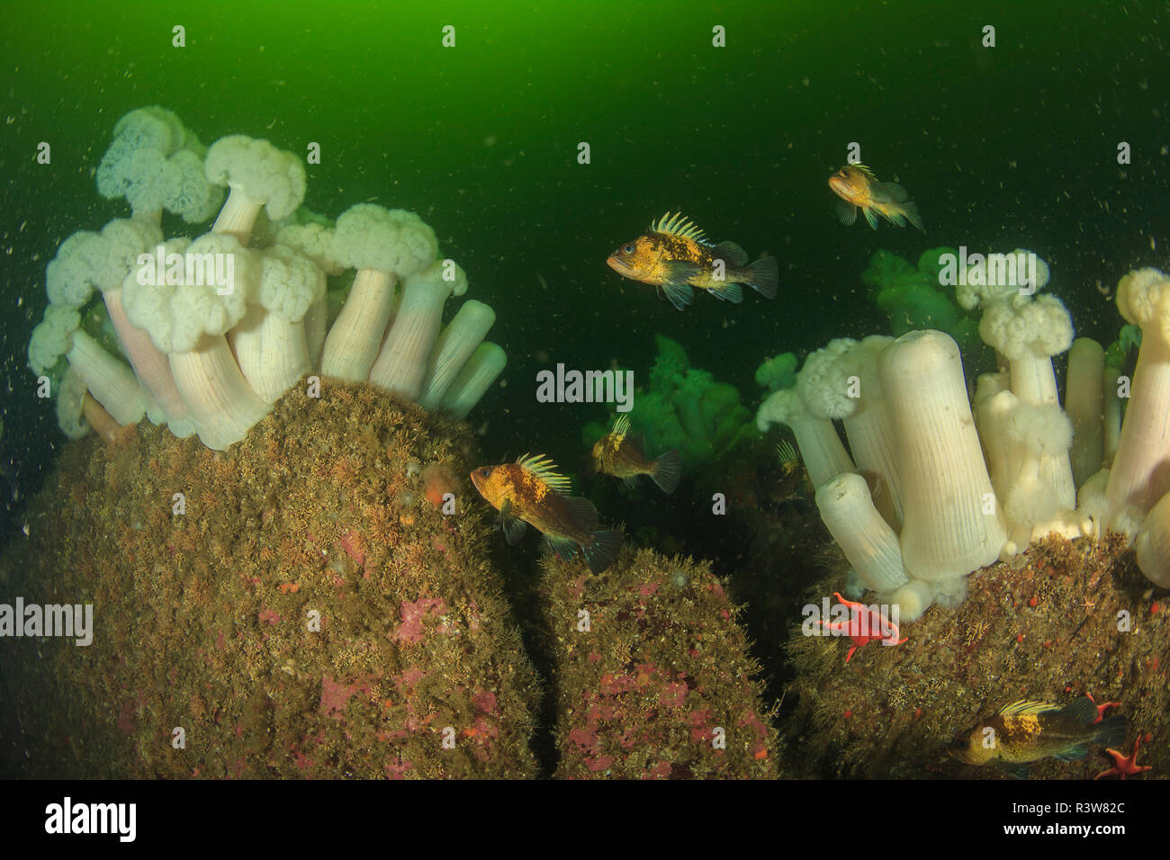 Quillback rockfish sebastes maliger -Fotos und -Bildmaterial in hoher ...