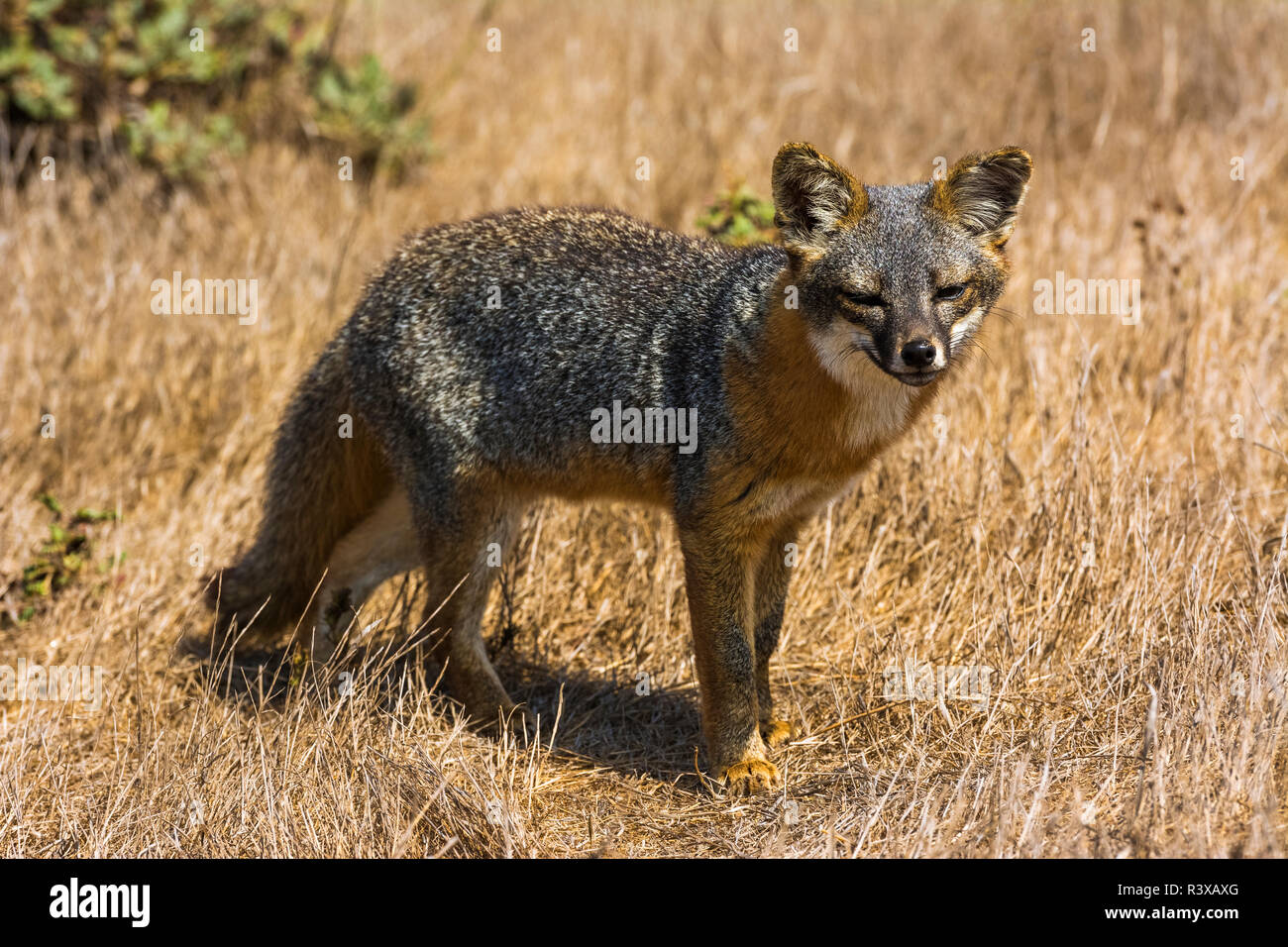 Insel graufuchs -Fotos und -Bildmaterial in hoher Auflösung – Alamy