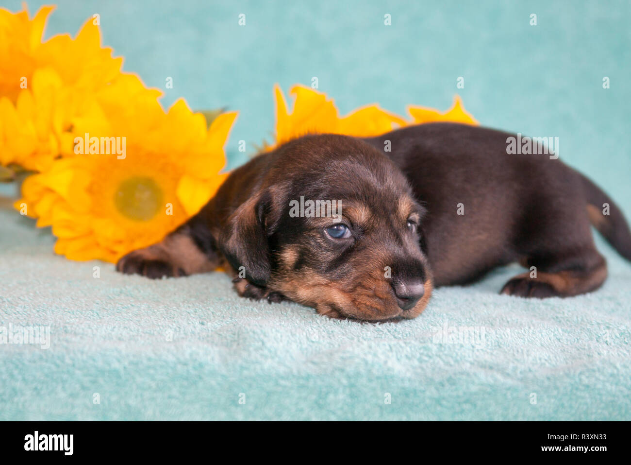 Shorthaired dachshund puppy -Fotos und -Bildmaterial in hoher Auflösung ...