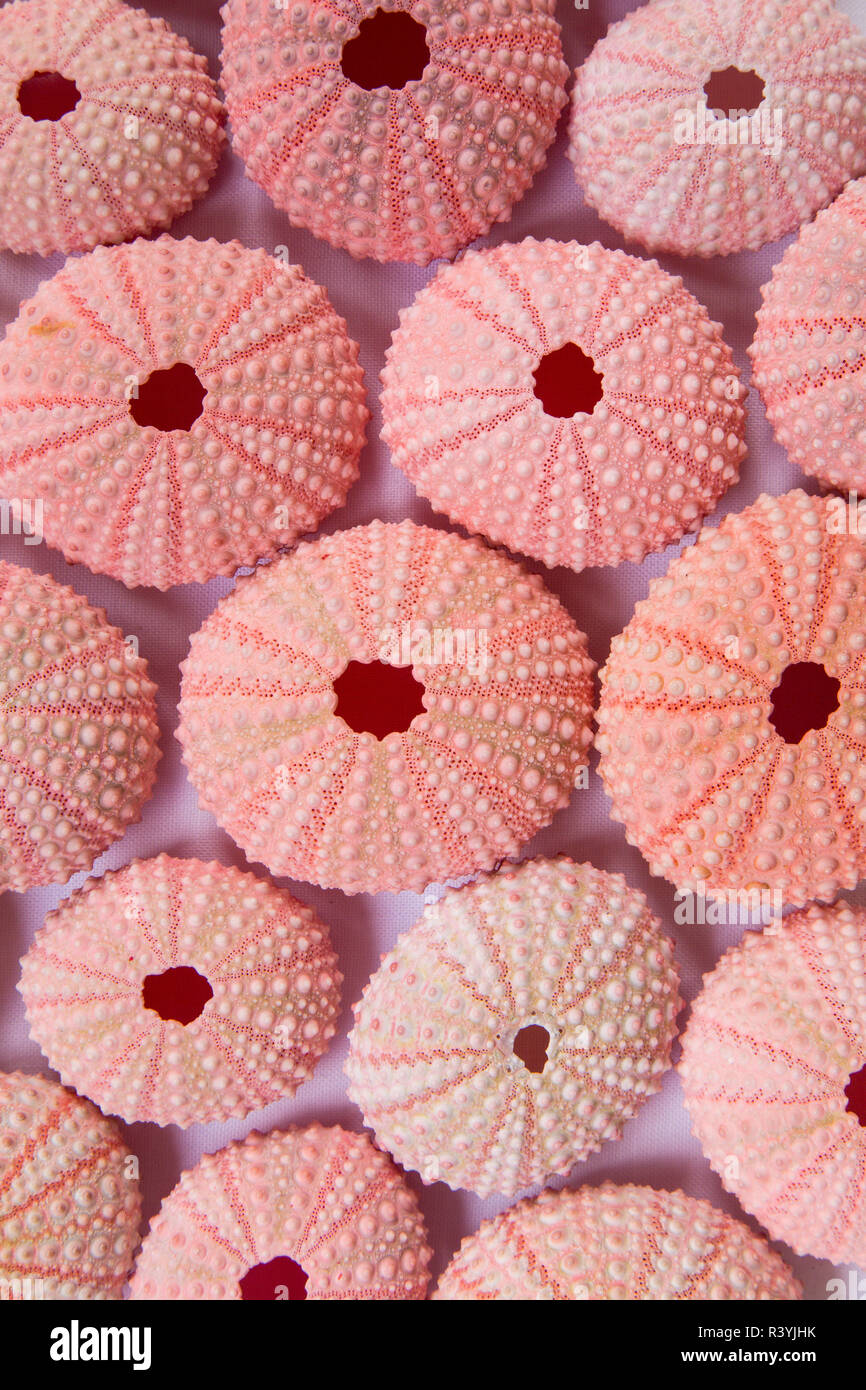 Sea urchin skeleton -Fotos und -Bildmaterial in hoher Auflösung – Alamy