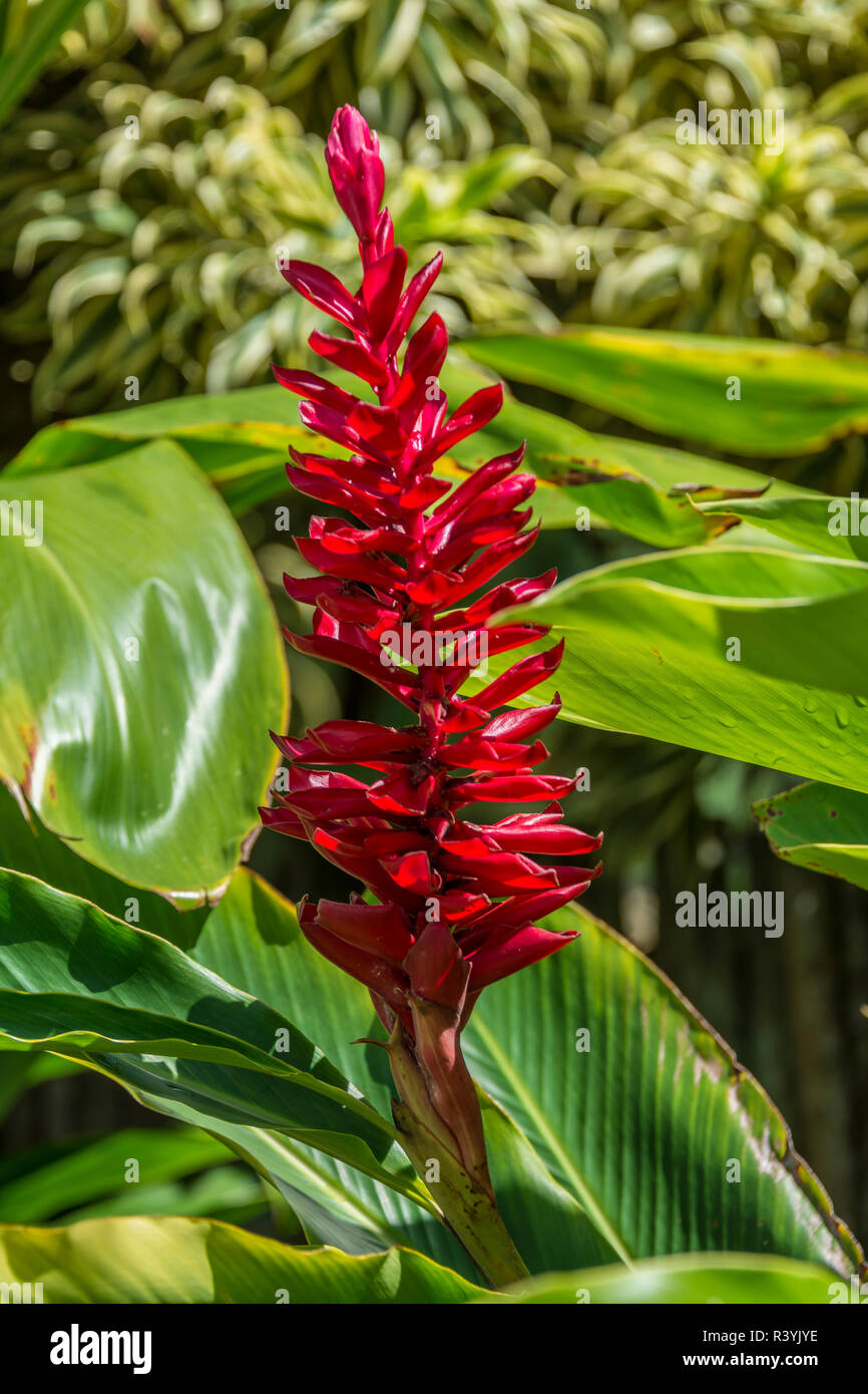 Red ginger hawaii usa -Fotos und -Bildmaterial in hoher Auflösung – Alamy