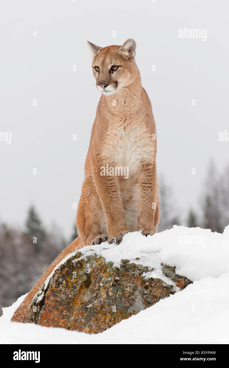 Puma concolor jumping -Fotos und -Bildmaterial in hoher Auflösung – Alamy