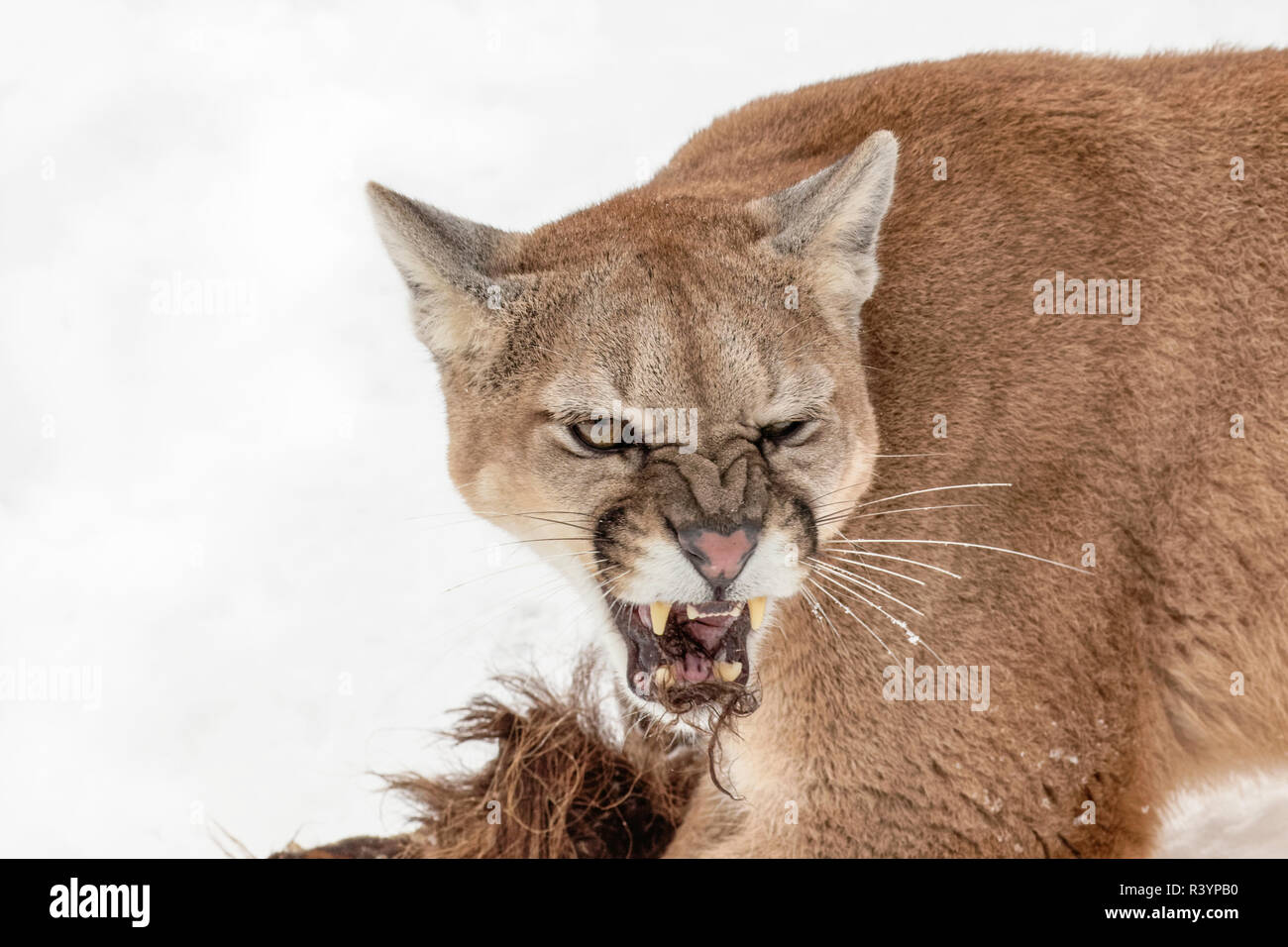 Puma concolor jumping -Fotos und -Bildmaterial in hoher Auflösung – Alamy