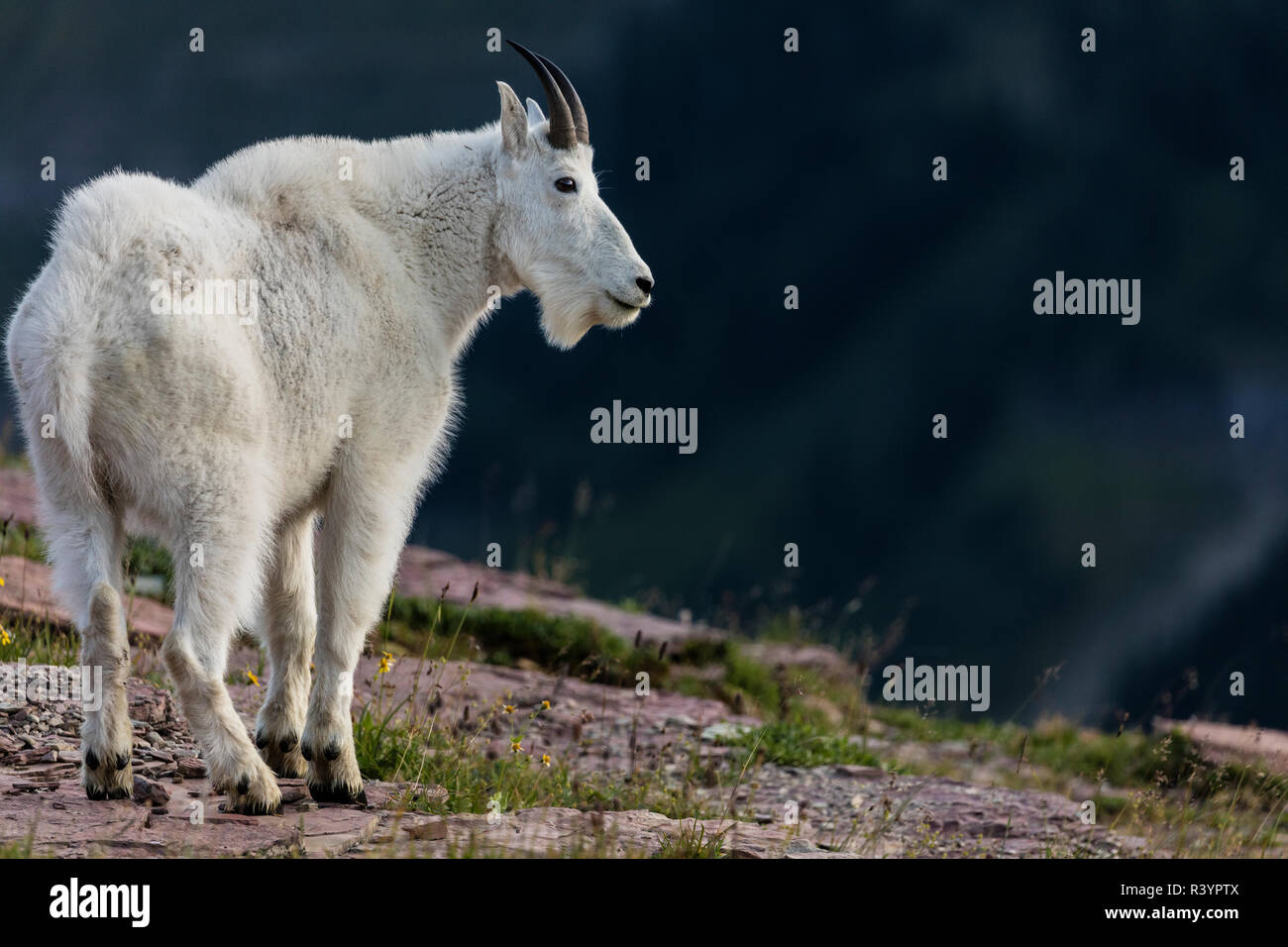 Bergziege im glacier national park -Fotos und -Bildmaterial in hoher ...