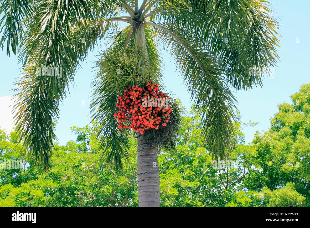 Red palm tree berries -Fotos und -Bildmaterial in hoher Auflösung – Alamy