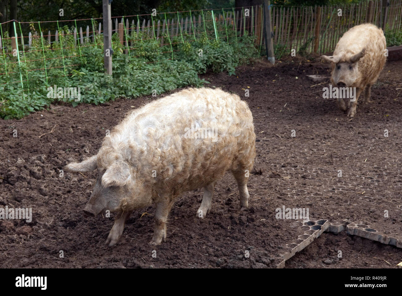 Wollschwein hausschwein -Fotos und -Bildmaterial in hoher Auflösung – Alamy