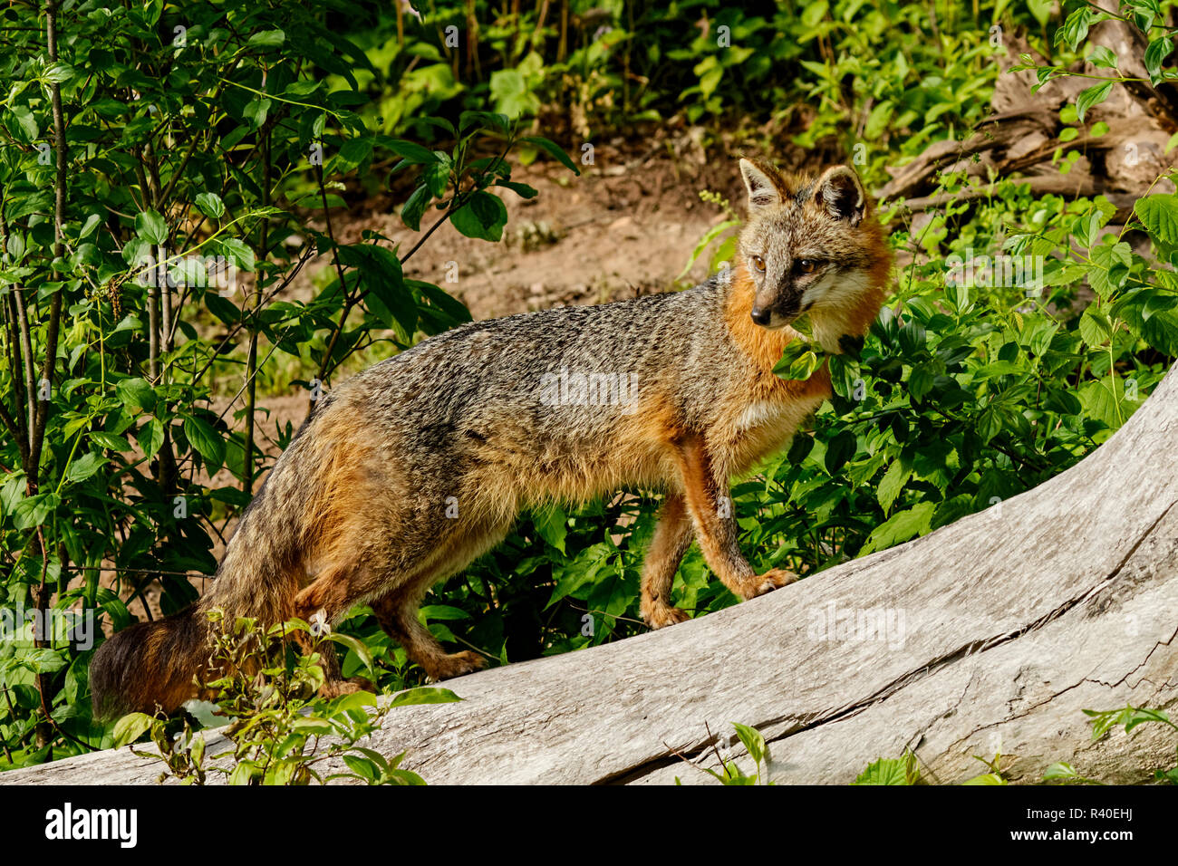 Red fox vulpes vulpes minnesota -Fotos und -Bildmaterial in hoher ...
