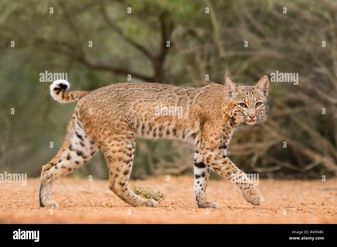 Lynx rufus -Fotos und -Bildmaterial in hoher Auflösung – Alamy