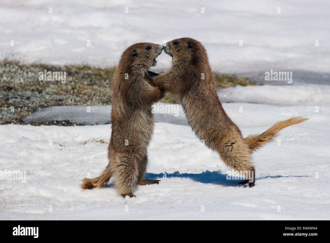 Olympische murmeltiere -Fotos und -Bildmaterial in hoher Auflösung – Alamy