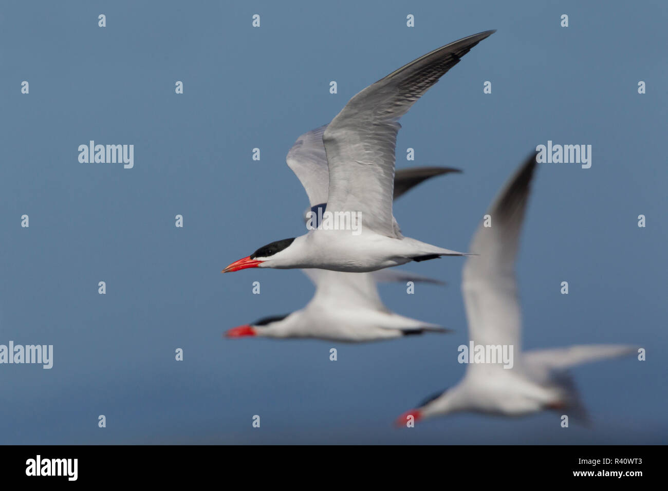 Kaspische seeschwalben -Fotos und -Bildmaterial in hoher Auflösung – Alamy
