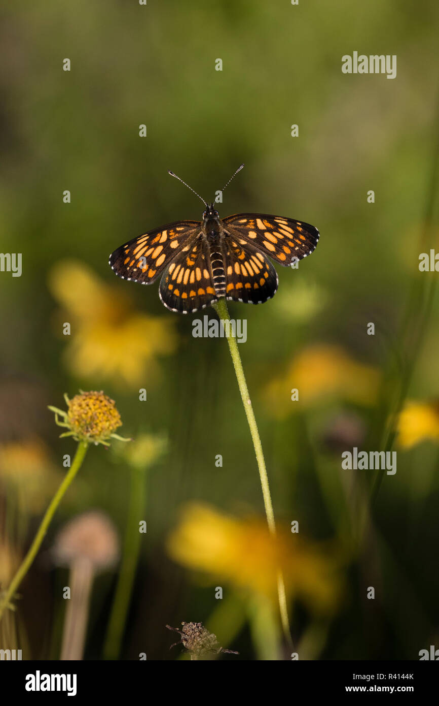 Theona checkerspot butterfly -Fotos und -Bildmaterial in hoher ...