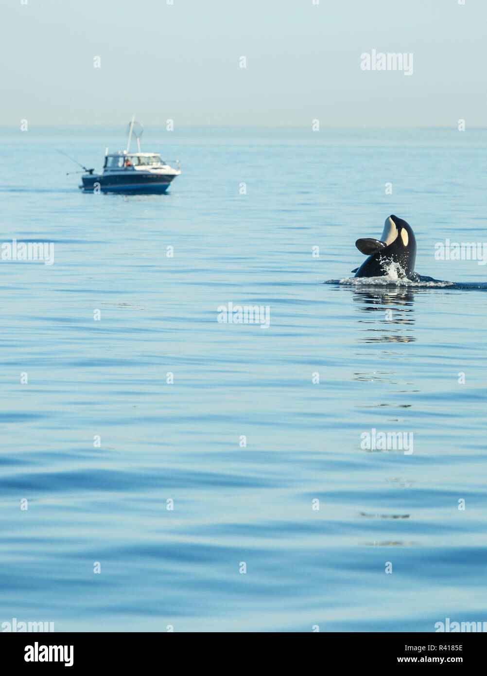 Spion hop -Fotos und -Bildmaterial in hoher Auflösung – Alamy