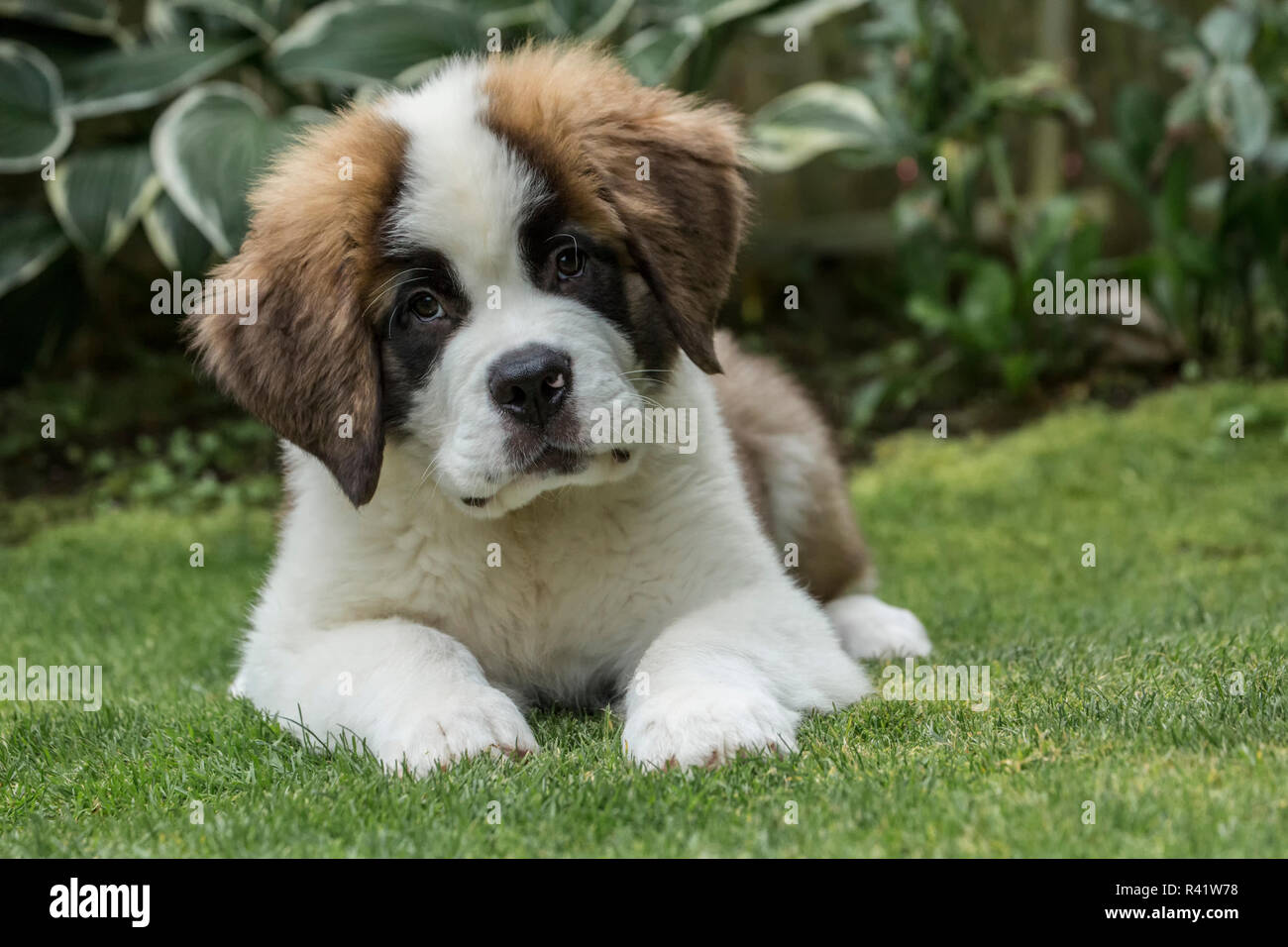 Bernhardiner welpe -Fotos und -Bildmaterial in hoher Auflösung – Alamy