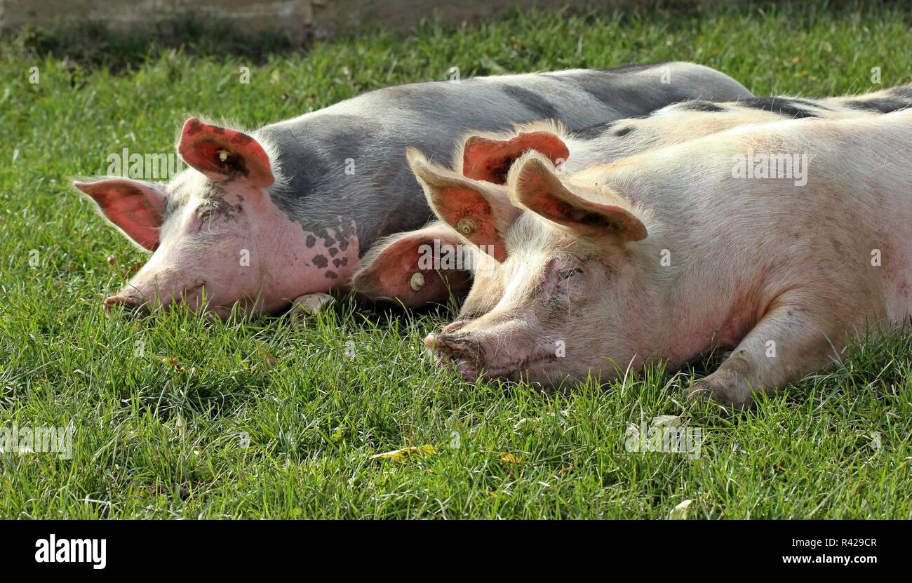Schwein mit ring -Fotos und -Bildmaterial in hoher Auflösung – Alamy
