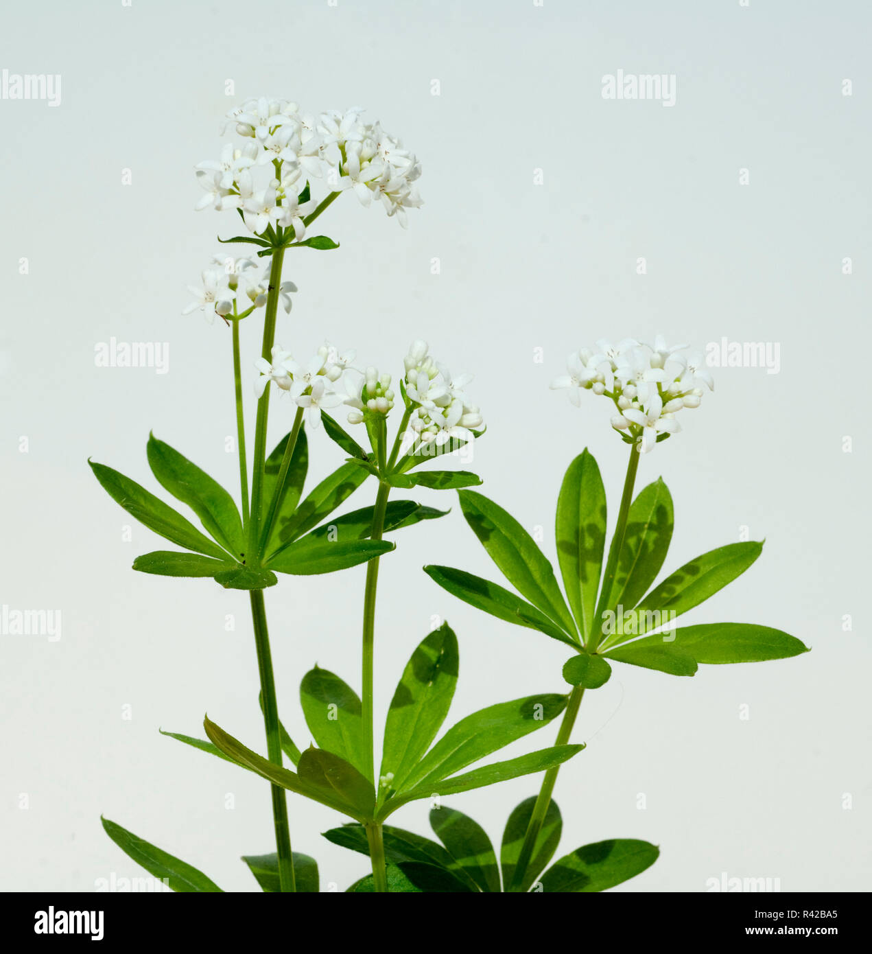 Waldmeister Galium odoratum Stockfotografie - Alamy