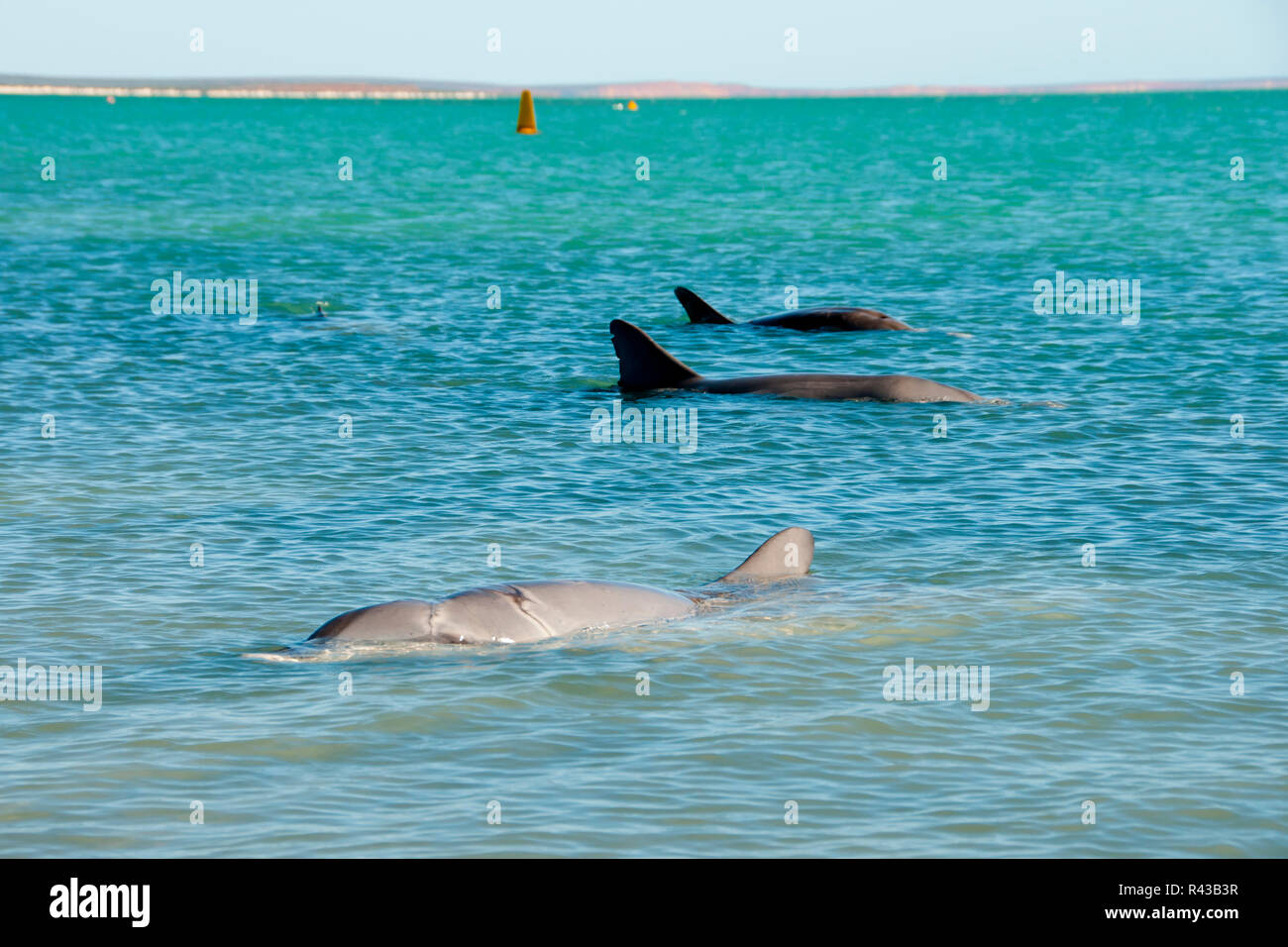 Affe mia delfine -Fotos und -Bildmaterial in hoher Auflösung – Alamy