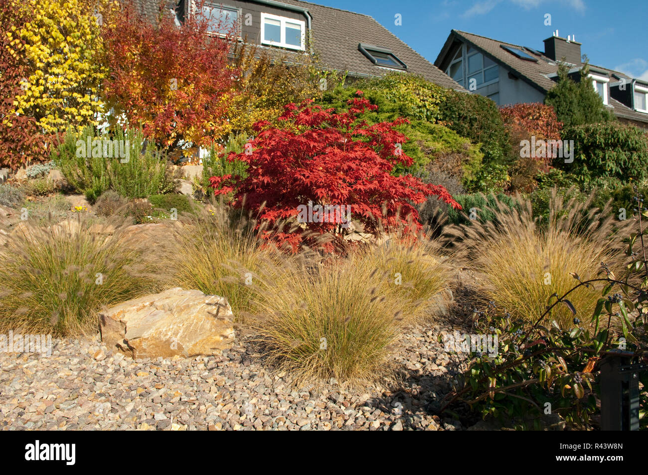 Pennisetum compressum -Fotos und -Bildmaterial in hoher Auflösung ...