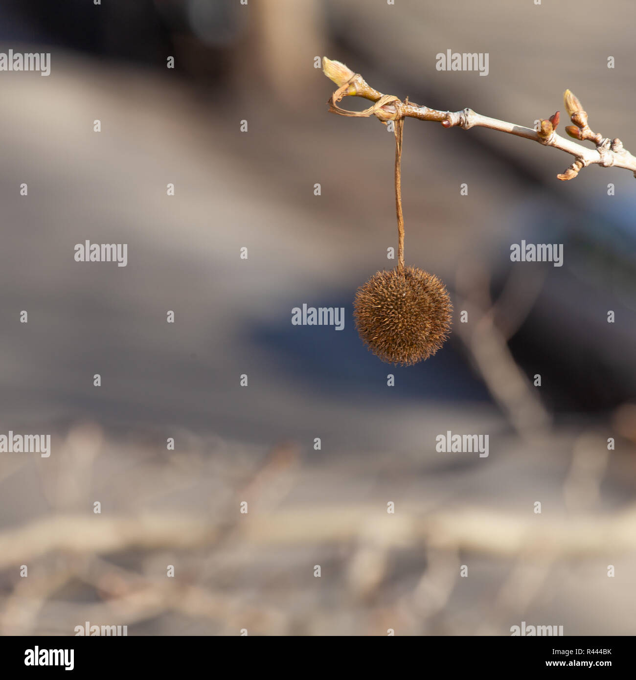 Platanus occidentalis autumn foliage -Fotos und -Bildmaterial in hoher ...