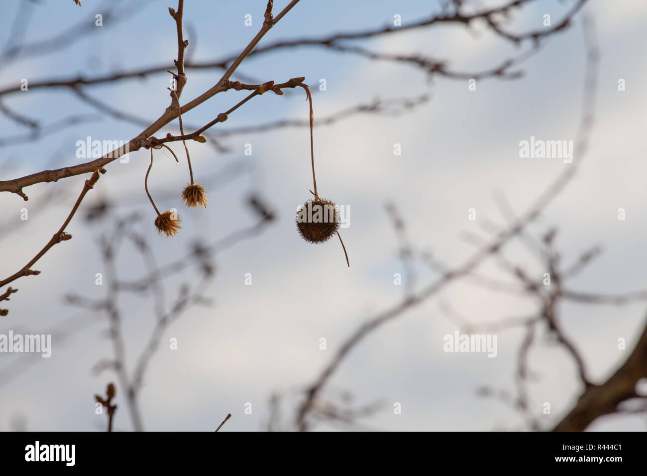 Platanus occidentalis -Fotos und -Bildmaterial in hoher Auflösung – Alamy