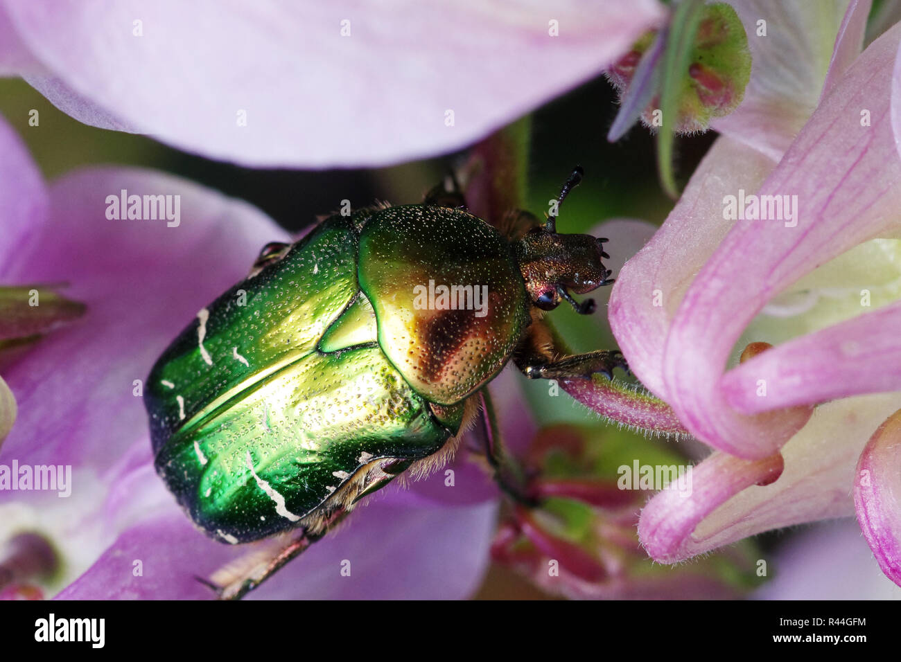 Gold kaefer -Fotos und -Bildmaterial in hoher Auflösung - Seite 2 - Alamy