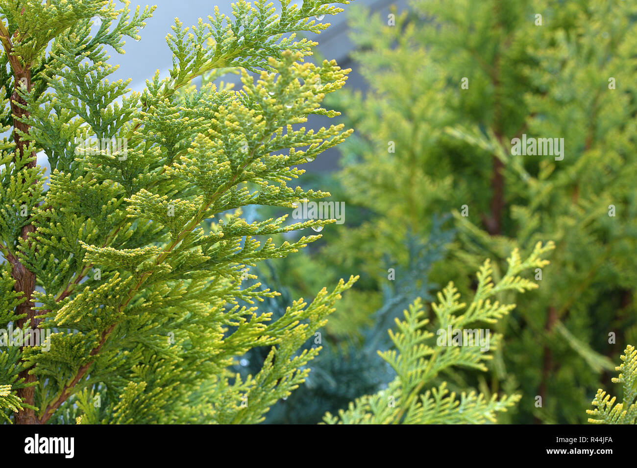 Lawson Cypress Tree mit Wassertropfen Hintergrund, Lawson Cypress Tree ...