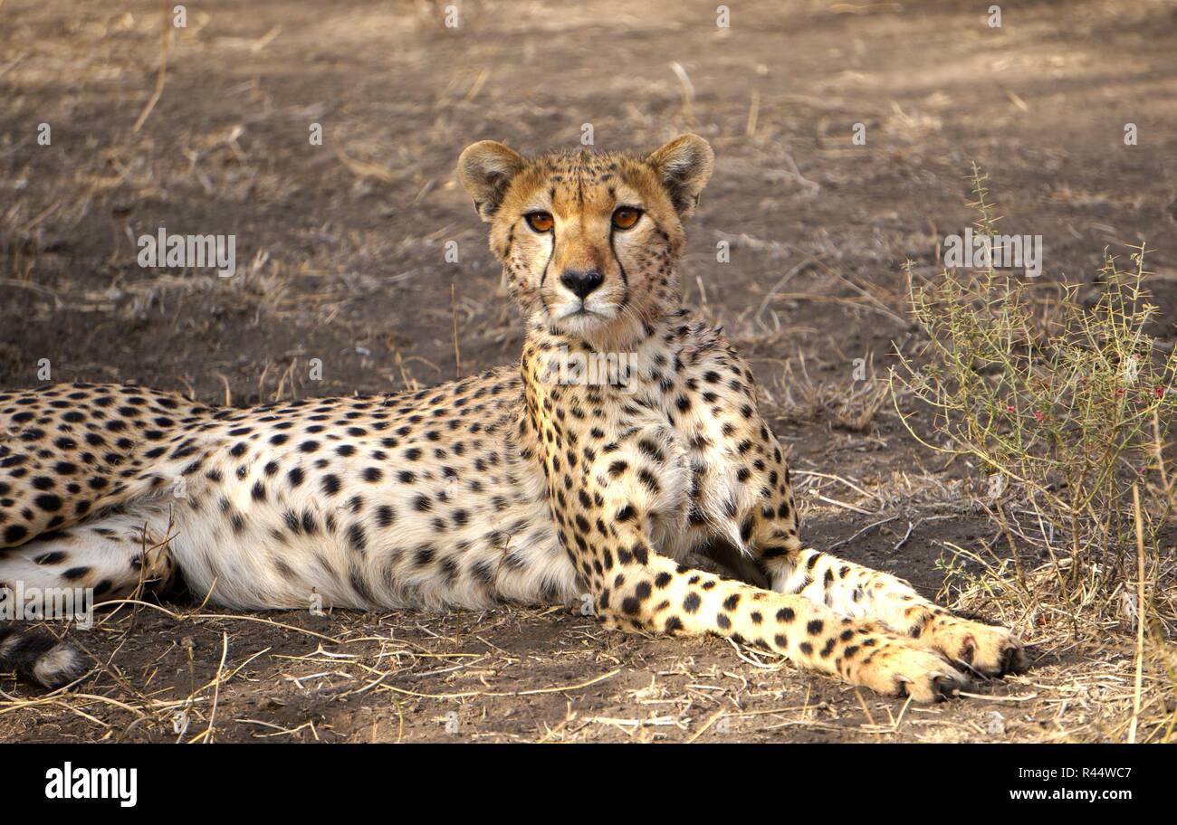 Gepard liegend -Fotos und -Bildmaterial in hoher Auflösung – Alamy