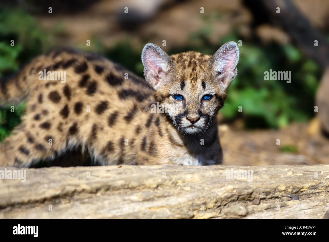 Baby puma Stockfotos und -bilder Kaufen - Alamy