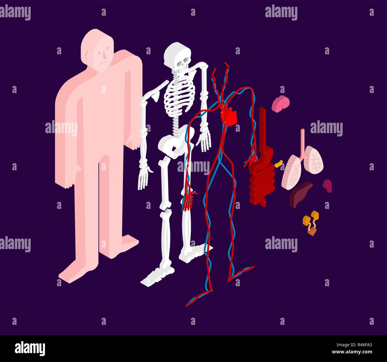 Die menschliche Anatomie Körper isometrisch. Innere Organe 3 D ...
