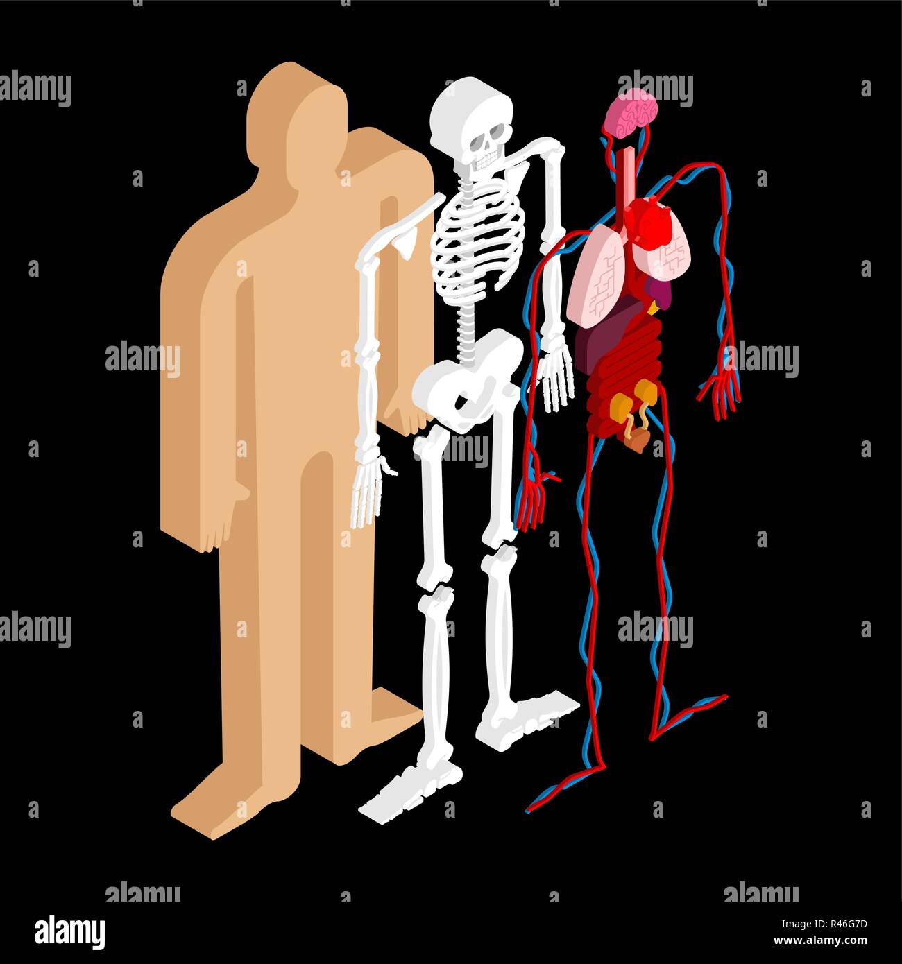 Die menschliche Anatomie Körper isometrisch. Innere Organe 3 D ...