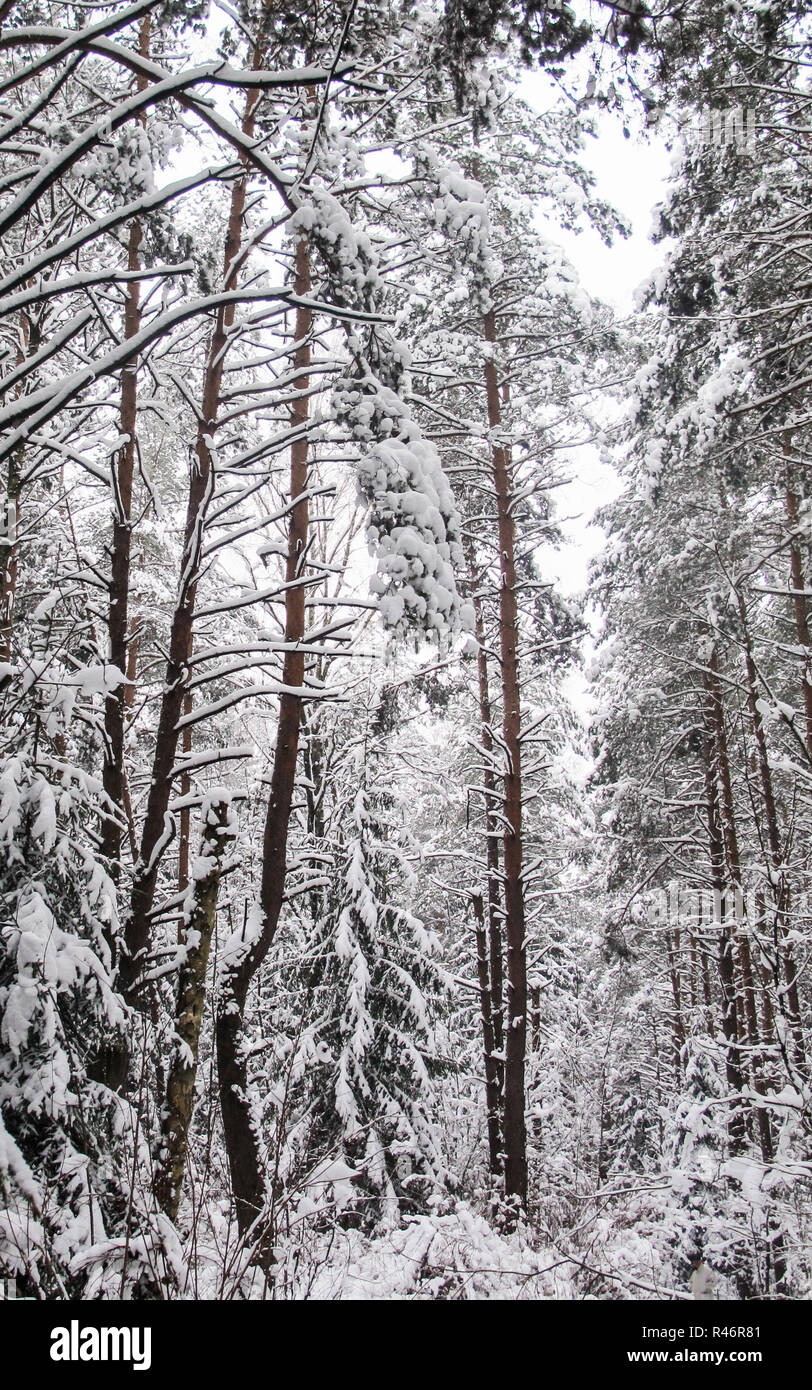 Snowcovered trees -Fotos und -Bildmaterial in hoher Auflösung – Alamy