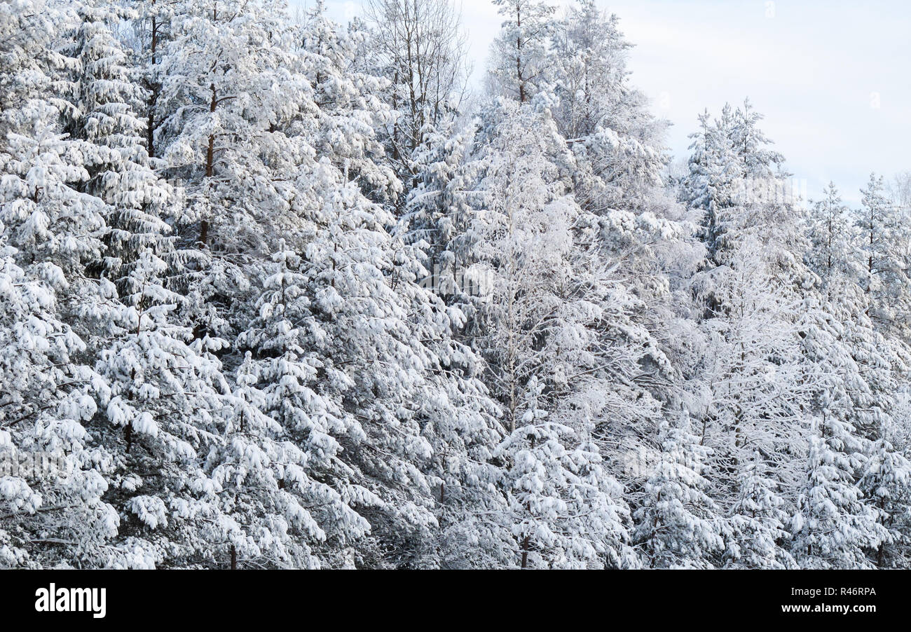 Winter verschneiter wald -Fotos und -Bildmaterial in hoher Auflösung – Alamy