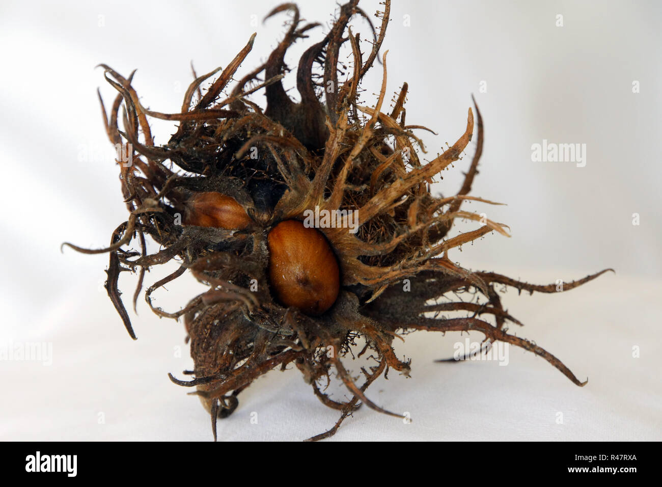 Baum hasel -Fotos und -Bildmaterial in hoher Auflösung – Alamy