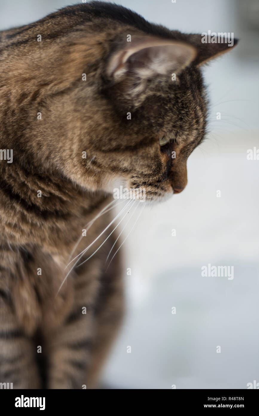 Profil katze -Fotos und -Bildmaterial in hoher Auflösung – Alamy
