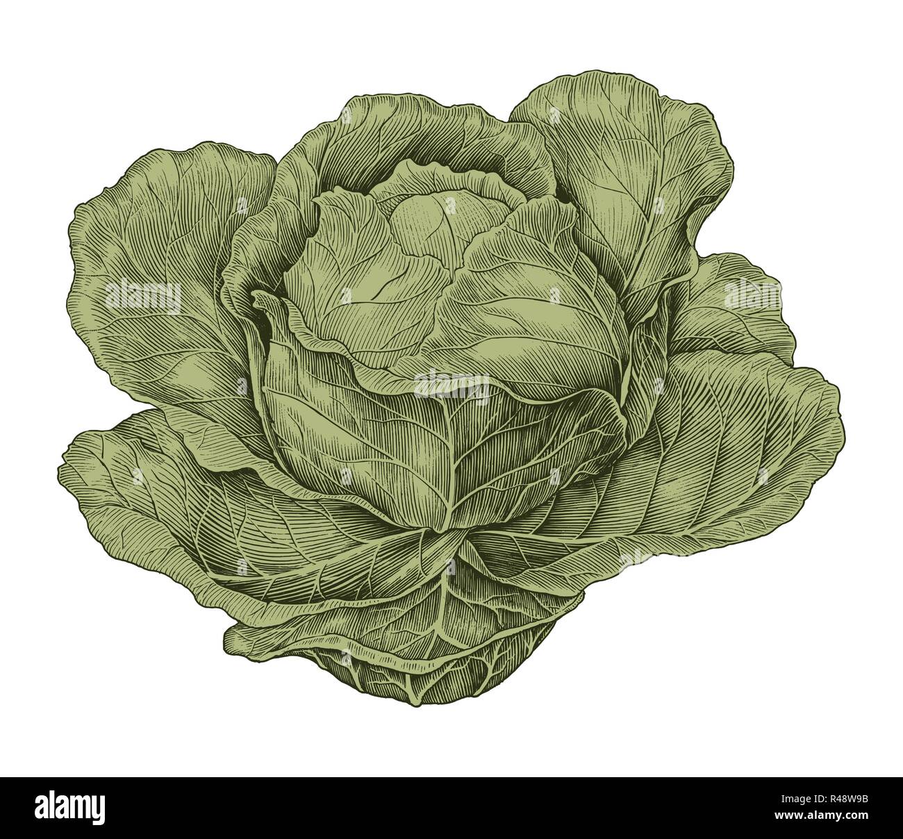 Kohl zeichnung Stock-Vektorgrafiken kaufen - Alamy