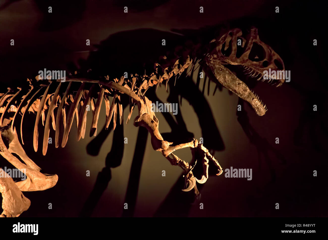 Bone fight fighting -Fotos und -Bildmaterial in hoher Auflösung – Alamy