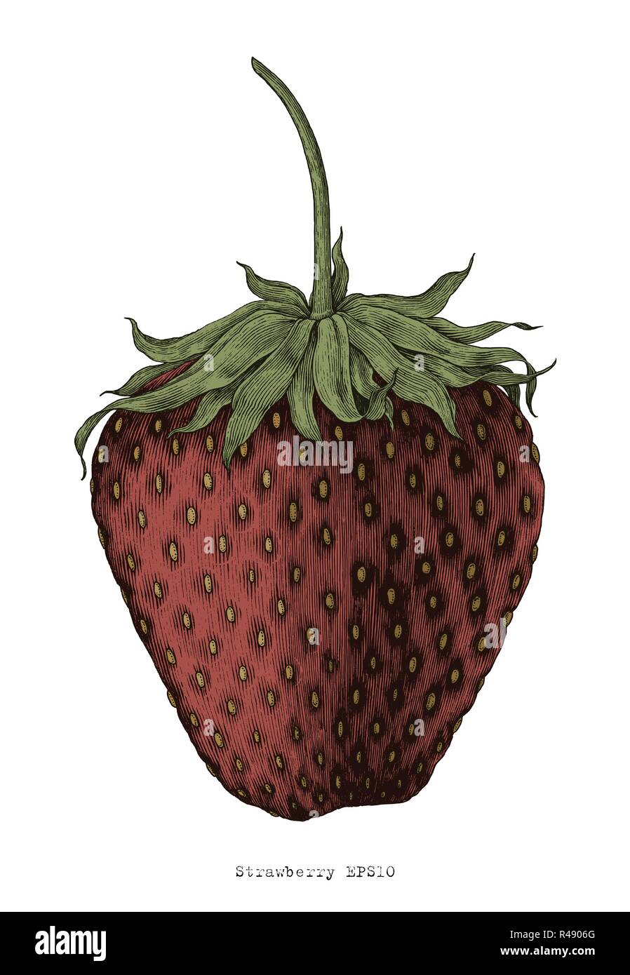 Fruit drawing sketch clipart Stock-Vektorgrafiken kaufen - Alamy
