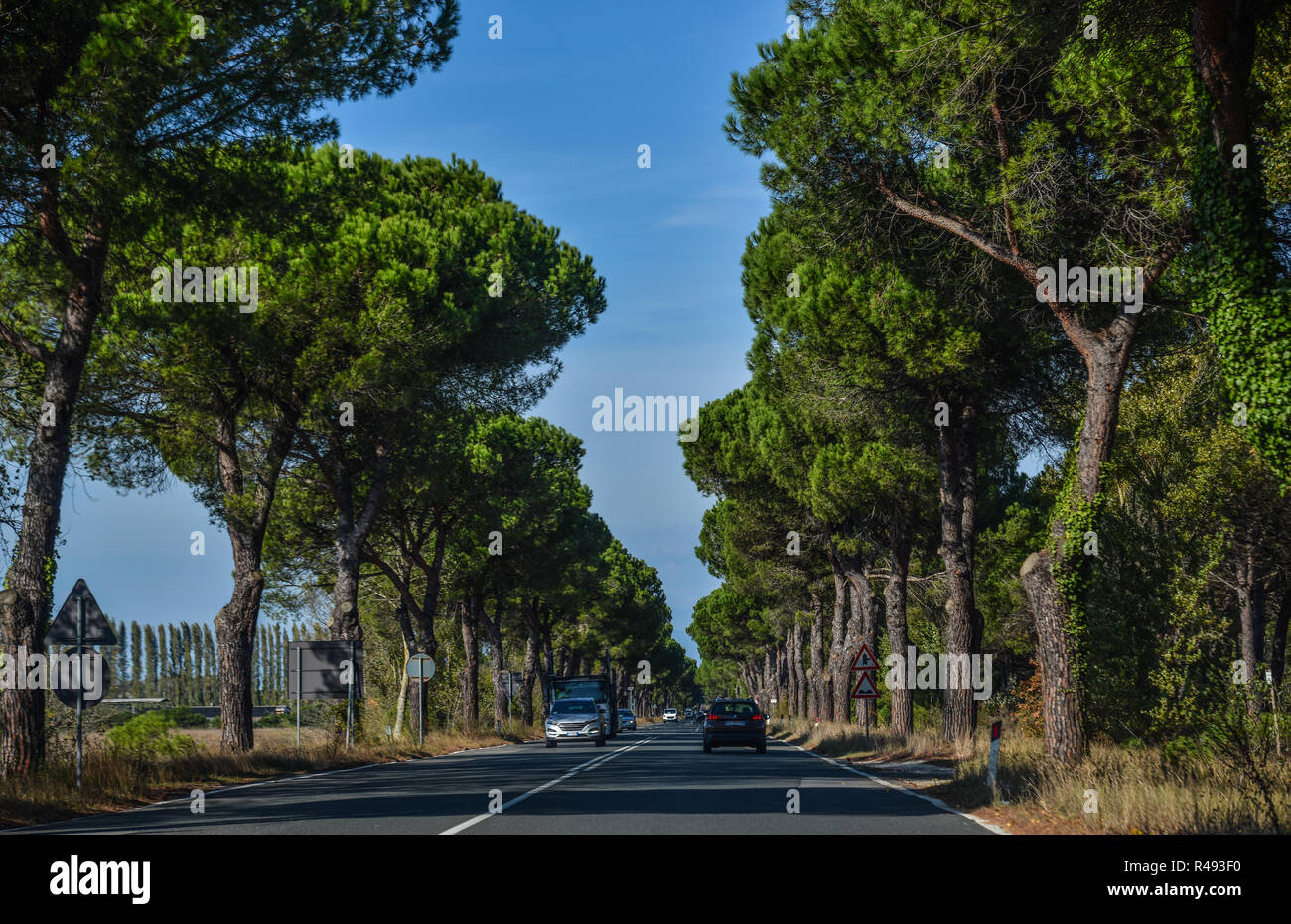 Pisa, Italien - 18.Oktober 2018. Straße mit Pinien in Pisa, Italien ...