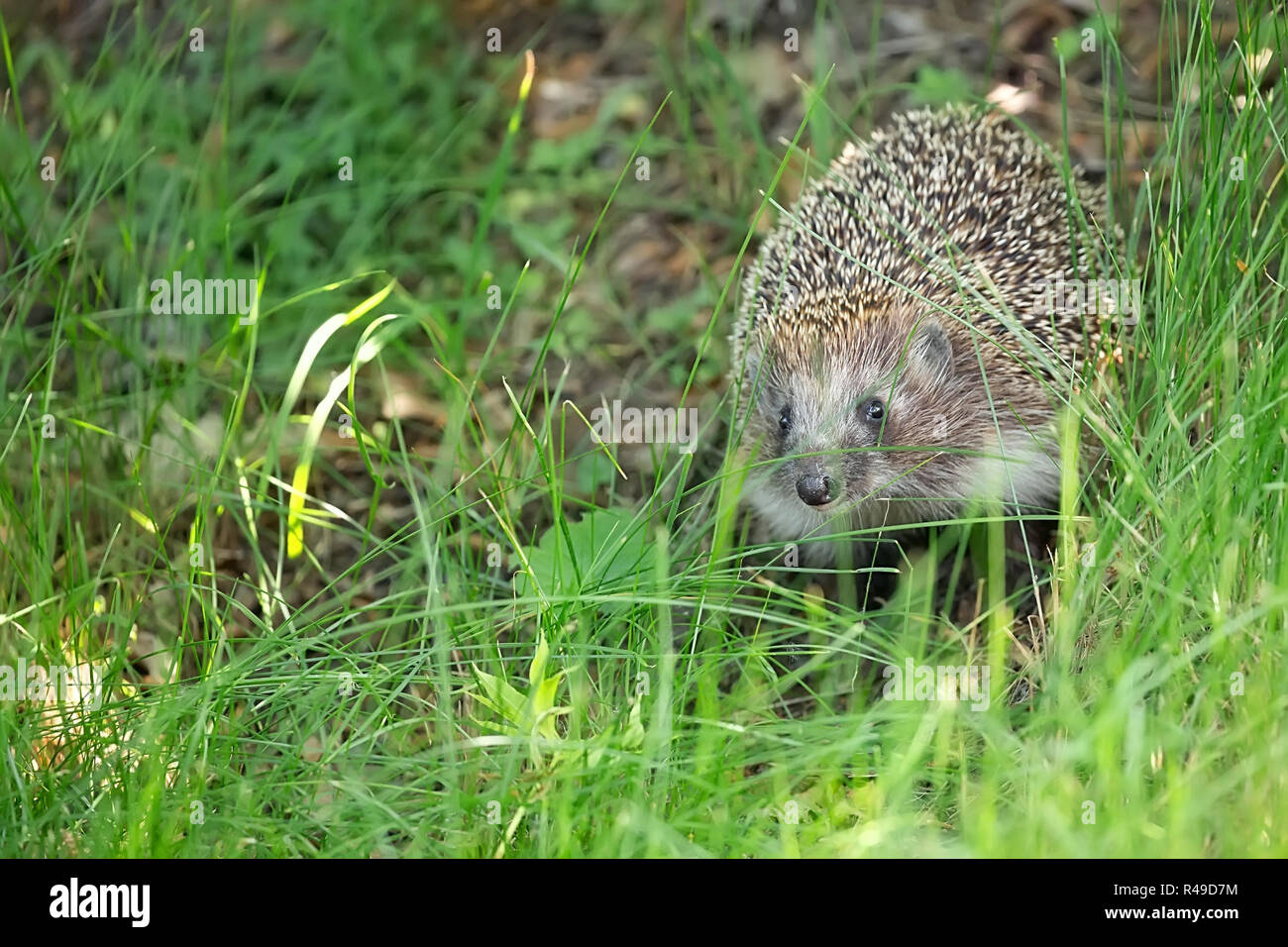 Igel im wald -Fotos und -Bildmaterial in hoher Auflösung – Alamy