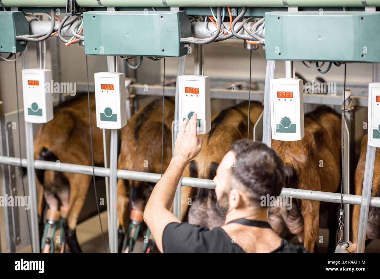 Melkerin Beim Melken Stockfotos und -bilder Kaufen - Alamy