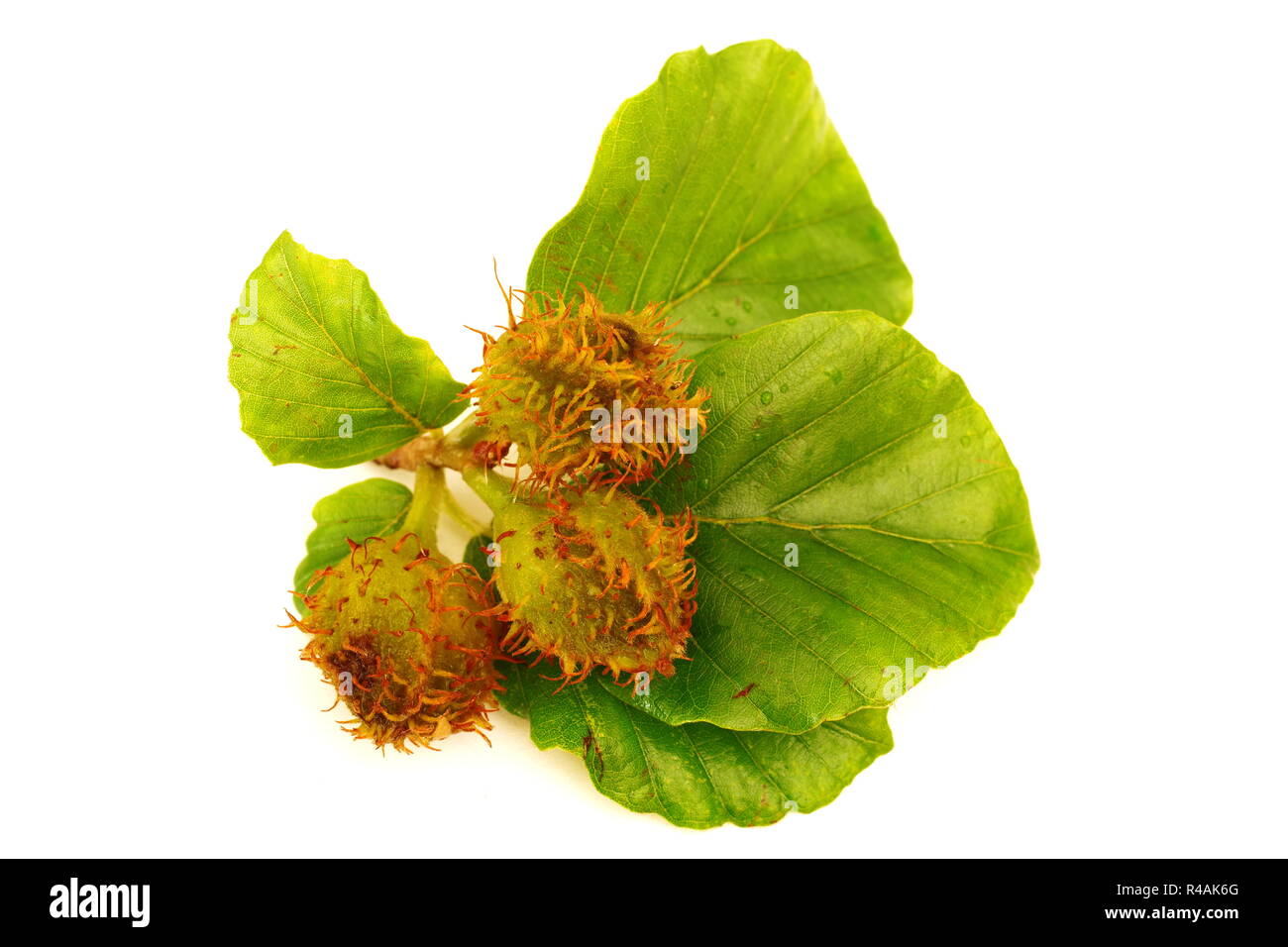 Samen der buche zweig -Fotos und -Bildmaterial in hoher Auflösung – Alamy