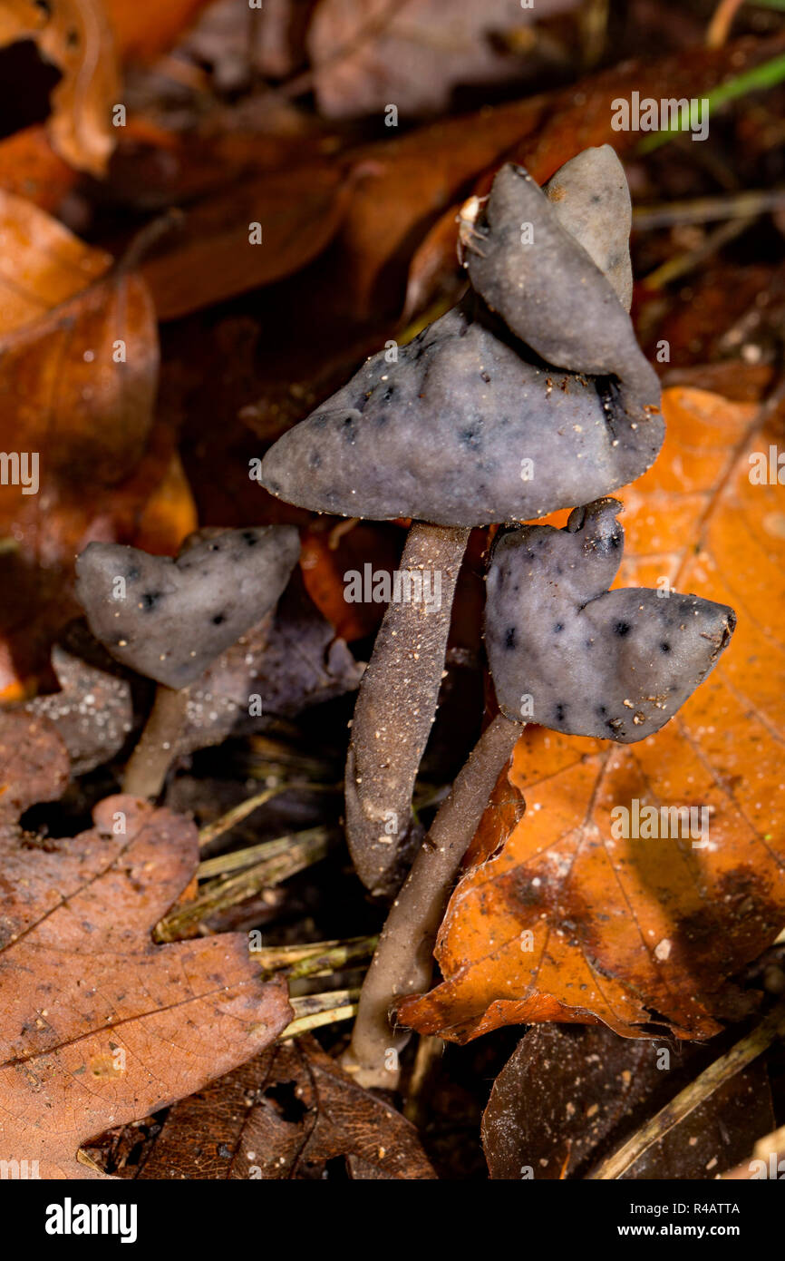 Helvella atra -Fotos und -Bildmaterial in hoher Auflösung – Alamy